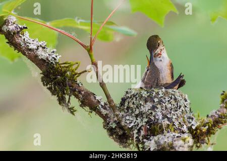 Rufous hummingbird, female feeding chick at nest Stock Photo - Alamy