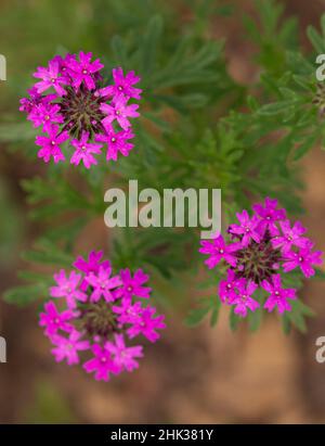 Mock vervain or Purple prairie verbena, Glandularia bipinnatifida, in ...