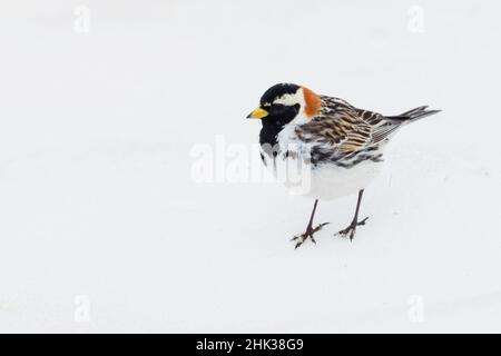 Lapland Longspur, arctic snow drift Stock Photo - Alamy