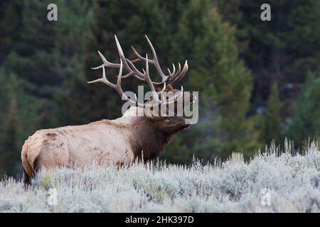 Bull Elk Stare Down Stock Photo - Alamy