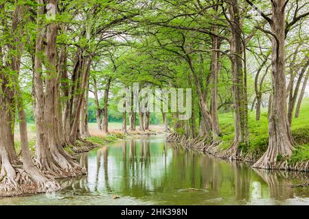 Waring, Texas, USA. Trees along the Guadalupe River in the Texas hill ...