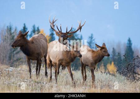 Bull Elk herding cows Stock Photo - Alamy
