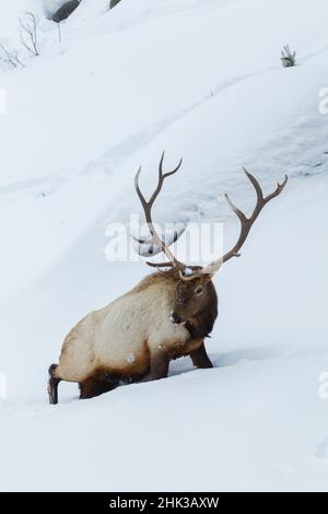 Bull elk wading through deep snow Stock Photo - Alamy
