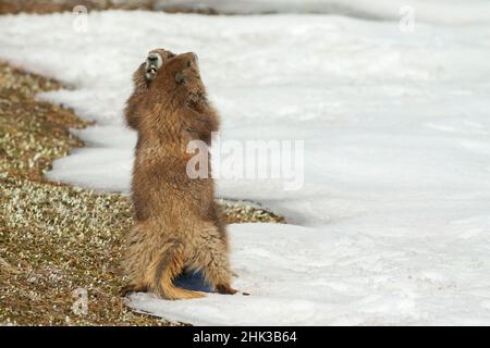 Olympic marmots hugging Stock Photo - Alamy