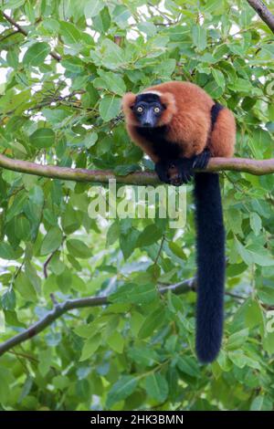 Red-ruffed lemur seeks refuge in a tree Stock Photo - Alamy