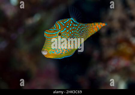 Fiji. Close-up of Papua toby fish. Credit as: Jones & Shimlock / Jaynes ...