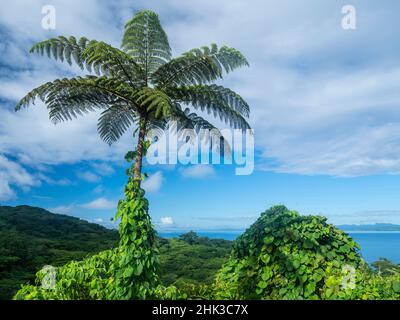 Fiji, Vanua Levu. Vine-covered palm tree Stock Photo - Alamy