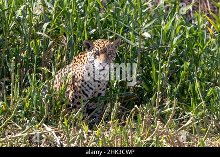 Jaguar looking for prey on the Rio Sao Lourenco in the northern ...