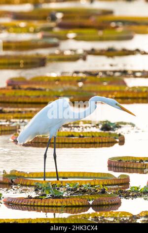 Great egret (Ardea alba) Pantanal Brazil Stock Photo - Alamy
