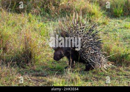 African Brush-Tailed Porcupine (atherurus africanus Stock Photo - Alamy