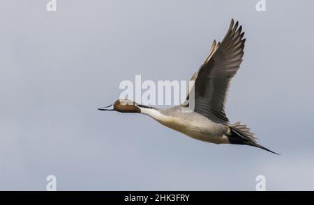 Northern pintail drake flying Stock Photo - Alamy