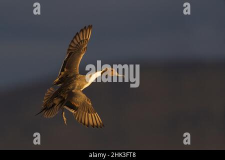 Northern pintail drake flying Stock Photo - Alamy