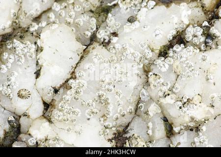 Alaska, Ketchikan, barnacles on quartz rock Stock Photo - Alamy
