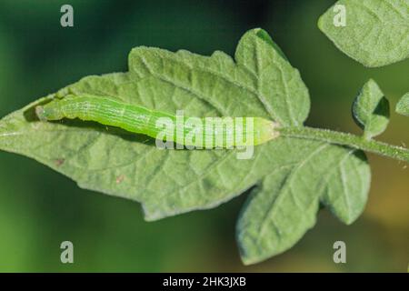 Tomato grub (Helicoverba armigera) caterpillar on a tomato leaf Stock ...