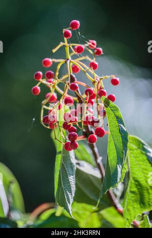 Viburnum Betulifolium with autumn colour backlit with afternoon sun ...