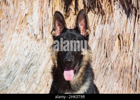 German Shepherd in the Coachella Valley, California Stock Photo - Alamy