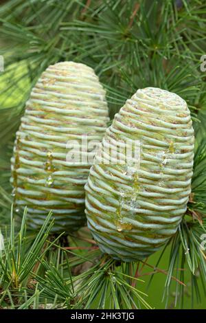 Deodar cedar cone Stock Photo - Alamy