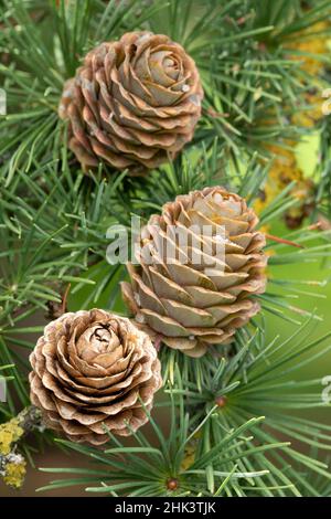 Larix Kaempferi or Larix leptolepis, Japanese larch cones Stock Photo ...