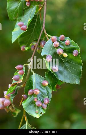 Galls of the Gall Midge (Mikiola fagi) on leaves of Common Beech (Fagus ...