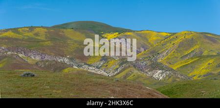 California, USA. Panoramic of Temblor Range and valley are covered with ...