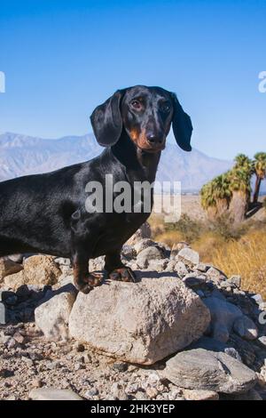 Doxen in the desert Stock Photo - Alamy