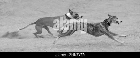 Whippets in motion Stock Photo - Alamy
