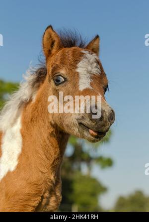 Baby Miniature horse paint colt Stock Photo - Alamy