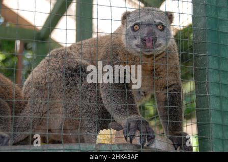 Bear Cuscus (Ailurops ursinus) in tree. Tangkoko National Park ...