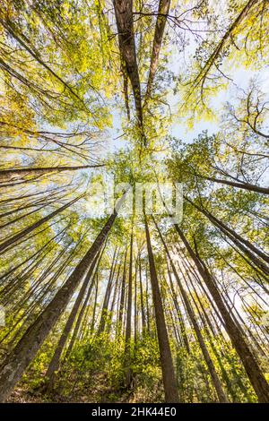 Wide angle view upward in the forest, Great Smoky Mountains, National ...