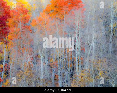 USA, Utah, Logan Pass. Autumn in infrared of fir trees and heavy ...