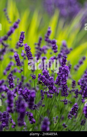 Sequim, Washington State, lavender field blooms Stock Photo - Alamy