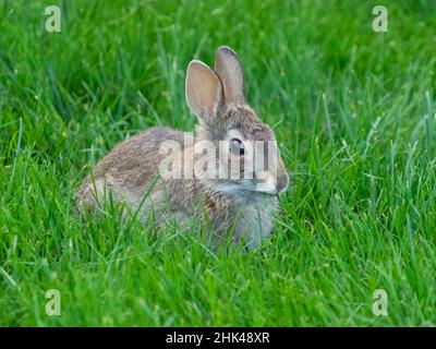 Washington State. Eastern cottontail, baby rabbit, eating grass Stock ...