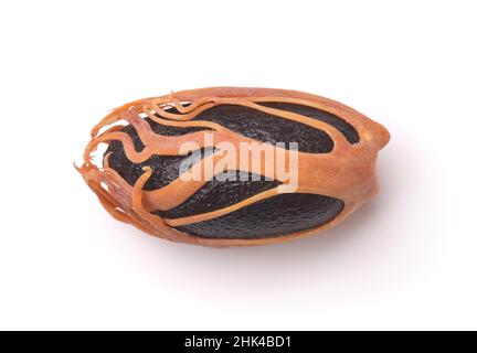 Single nutmeg kernel and mace on white background Stock Photo - Alamy