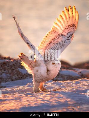 Snowy Owl taking off from tree stump Stock Photo - Alamy