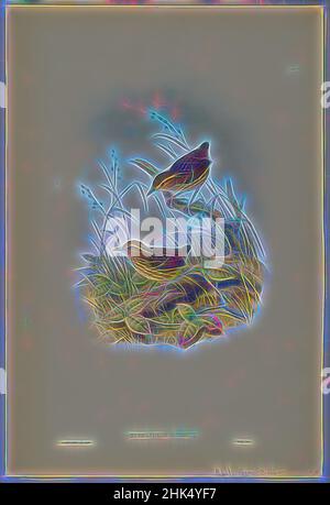 Art inspired by Turdinulus Roberti: Robert's Pygmy Babbler, John Gould ...
