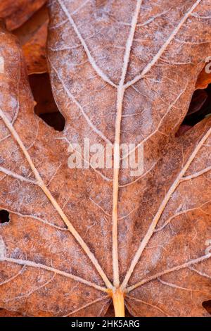 Bigleaf maple (Acer macrophyllum) leaf in autumn, West Cascades Scenic ...