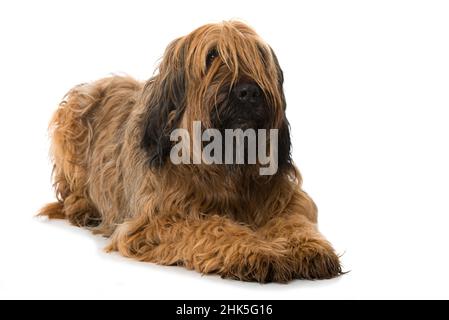 Briard dog isolated on white Stock Photo - Alamy