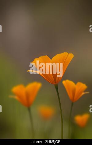 Tufted poppy (Eschscholzia caespitosa) wildflowers, Pinnacles National ...