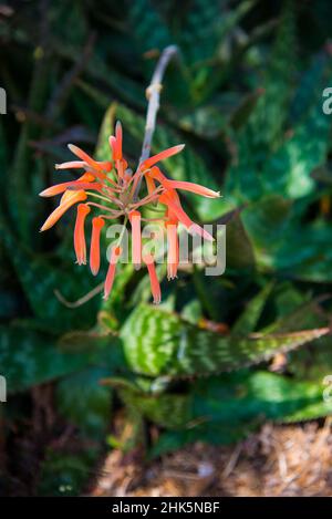 Orange agave flower in the summer garden Stock Photo - Alamy