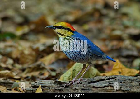 Variety of Pitta birds Stock Photo - Alamy