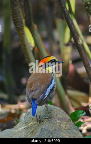 Banded Pitta Variety of Pitta birds Stock Photo - Alamy