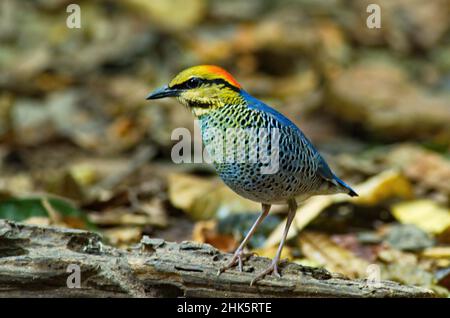Blue pittaVariety of Pitta birds Stock Photo - Alamy