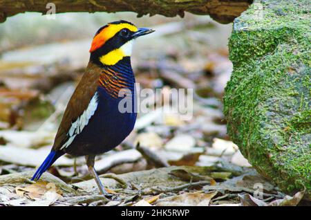 Banded Pitta Variety of Pitta birds Stock Photo - Alamy