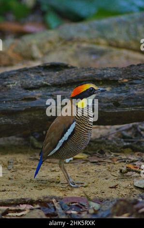 Variety of Pitta birds Stock Photo - Alamy