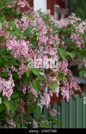Nodding lilac flowers (Syringa reflexa). Photographed in the Royal ...
