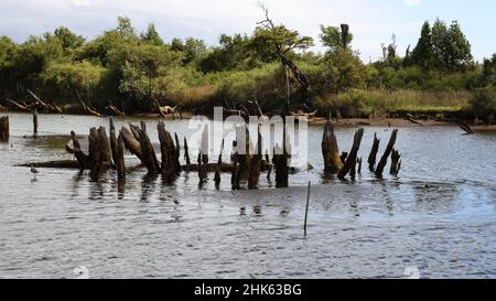 Chepu Suken Forest in Chiloe Island. Chile Stock Photo - Alamy