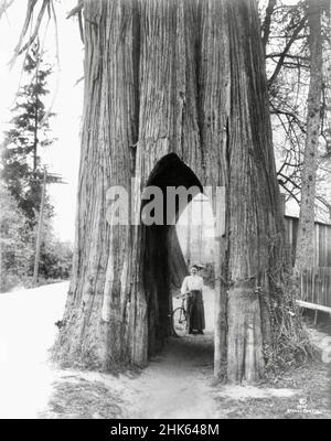 The famous bicycle tree of Snohomish, Washington - Woman with a bicycle ...