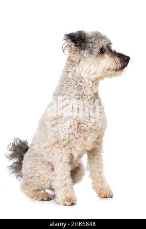 Cute pumi dog sitting isolated on white Stock Photo - Alamy