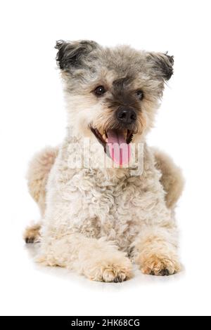 Cute pumi dog lying isolated on white Stock Photo - Alamy