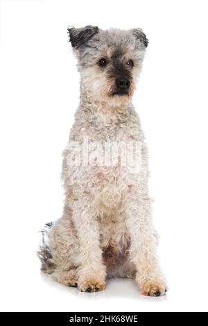 Cute pumi dog sitting isolated on white Stock Photo - Alamy